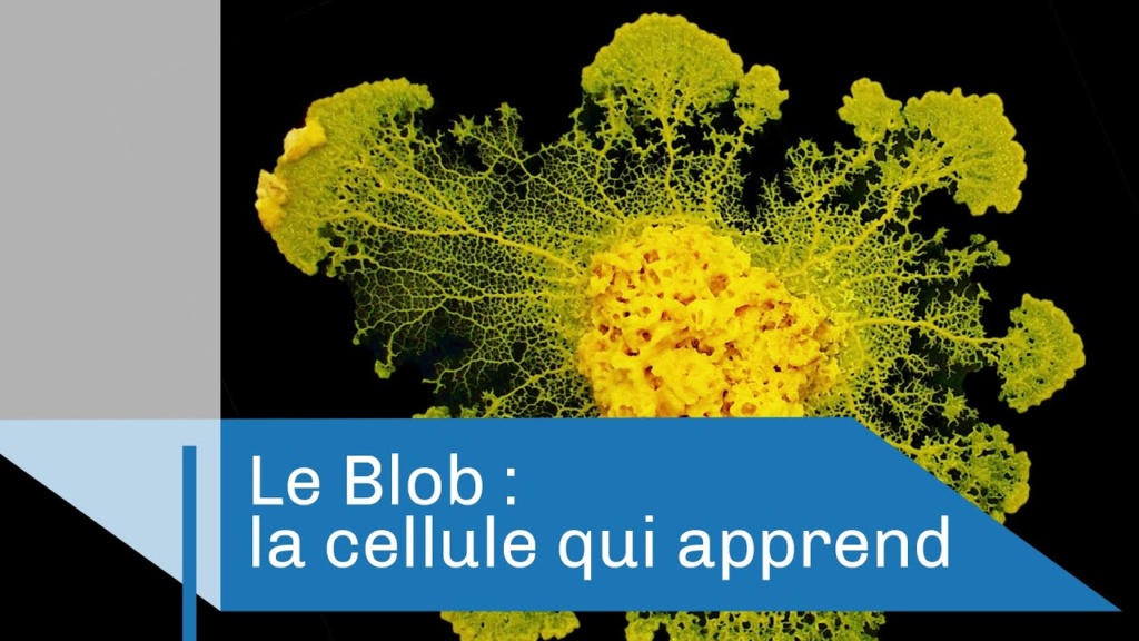 Science & vie : Le Blob, incroyable créature / Știință și viață : Blob ...
