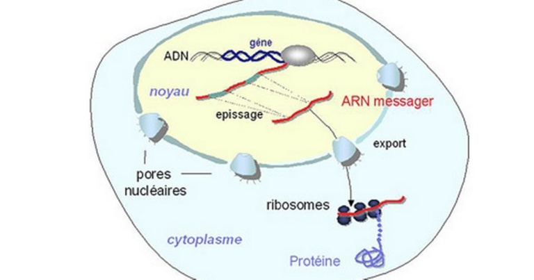 Vaccins : Comprendre l’ARN Messager | FINAL S CAPE