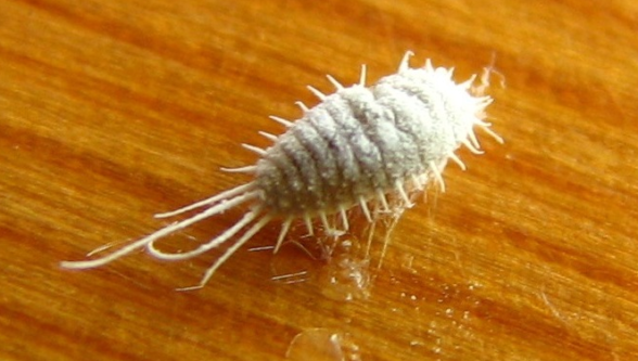 Colorants alimentaires / Food colorings / Coloranti alimentari | FINAL ...